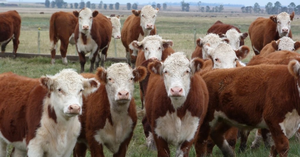 Novillo Mercosur: la Argentina pierde competitividad