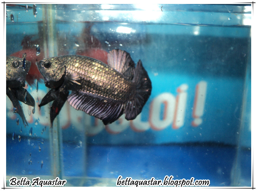 Betta Aquastar: HMPK Black Copper 4