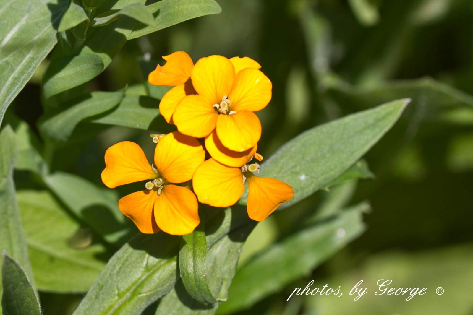 "What's Blooming Now" : Western Wallflower (Erysimum capitatum)