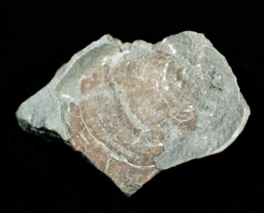 Louisville Fossils and Beyond: 2012