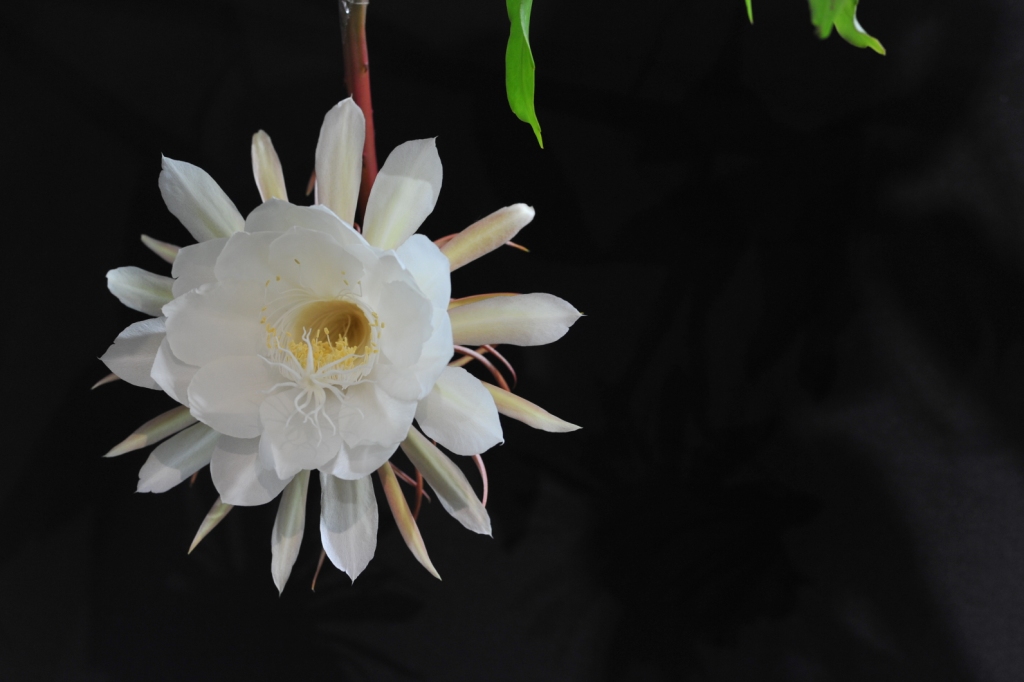 My little vegetable garden: another bunga bakawali