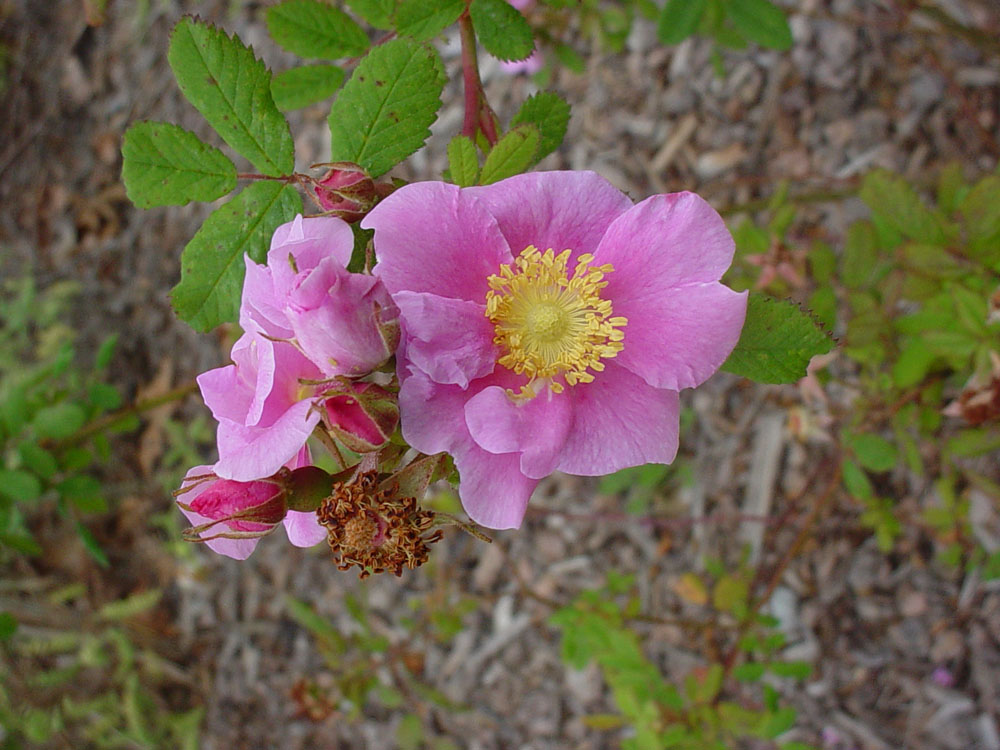 Mother Nature's Backyard - A Water-wise Garden: Plant of the Month ...