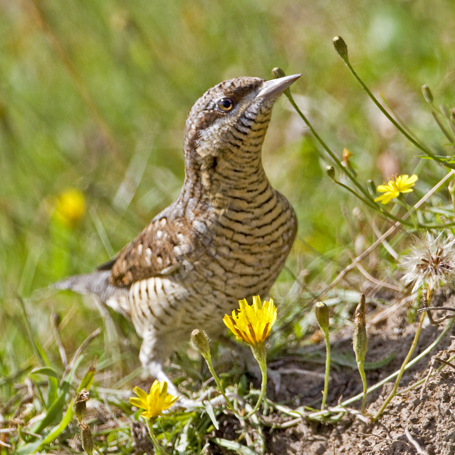 PETER'S PORTFOLIO..............Bird & Wildlife Photography: Wryneck