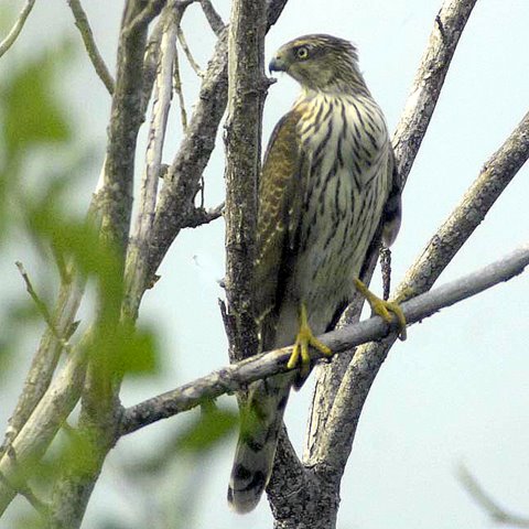 "Bird Poop" of north Texas: A hawk is lurking around our birdfeeder. Help!