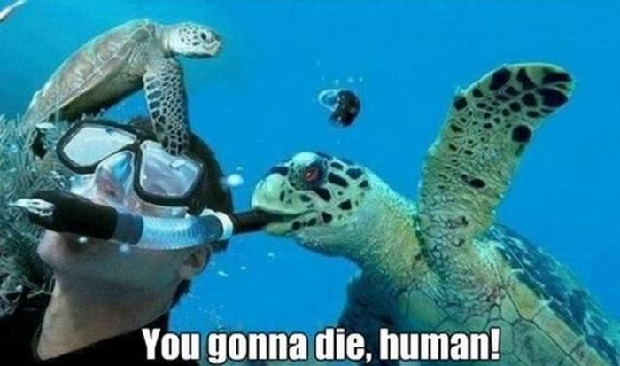 Sea Animal Quotes Funny. QuotesGram