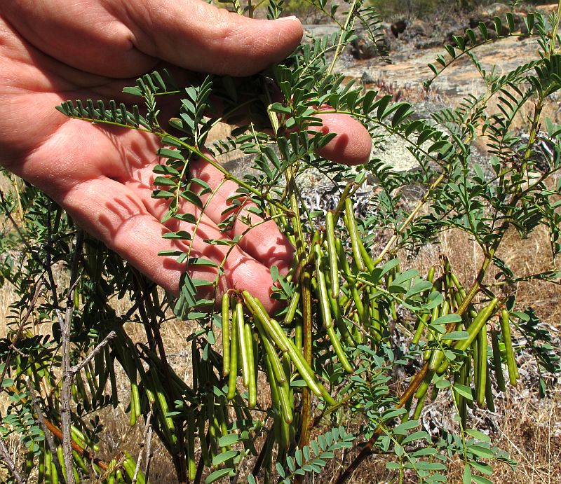 Esperance Wildflowers: Indigofera australis subsp. hesperia ...