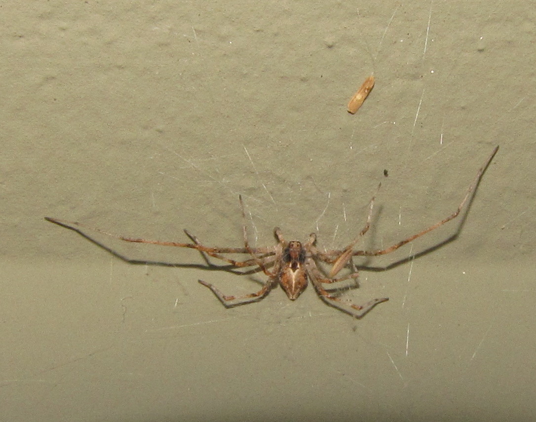 Bug Eric: Spider Sunday: Ebo Time