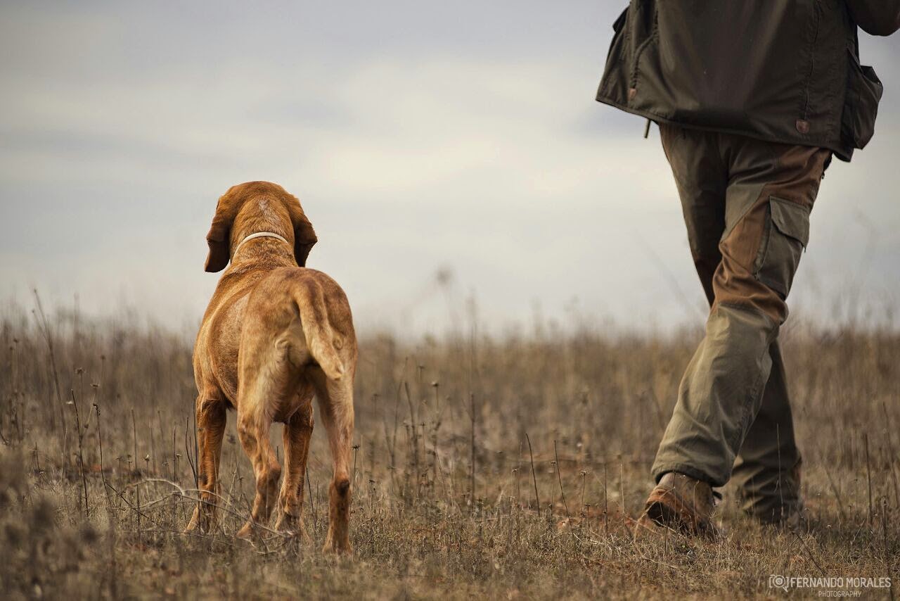 De caza con Luis: II Jornada de Cacería Clásica Española (13 de ...