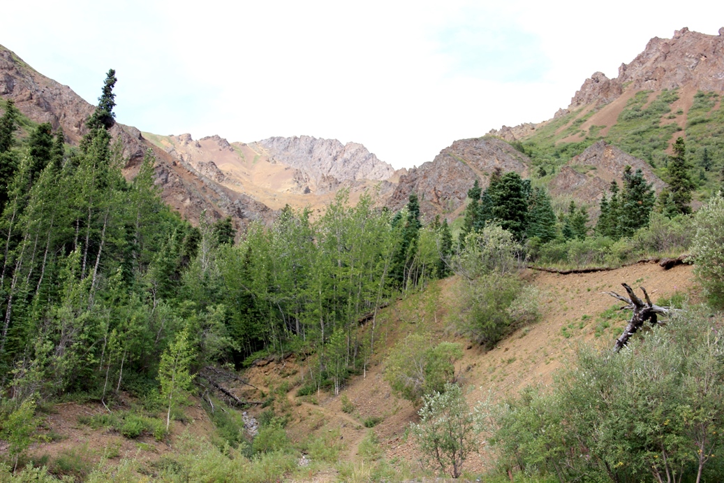 Joy of Discovery: Toklat, Denali National Park