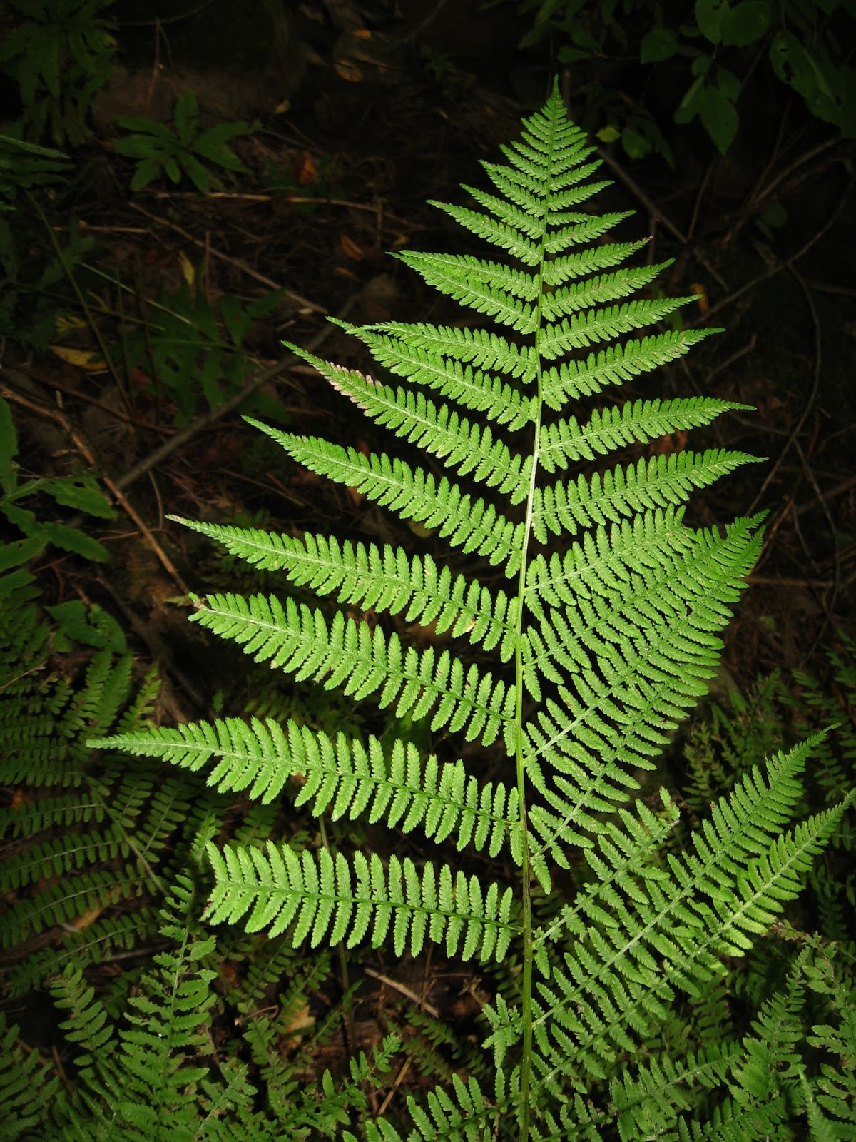 Tangled Web: Northern Lady Fern (Athyrium filix-femina)