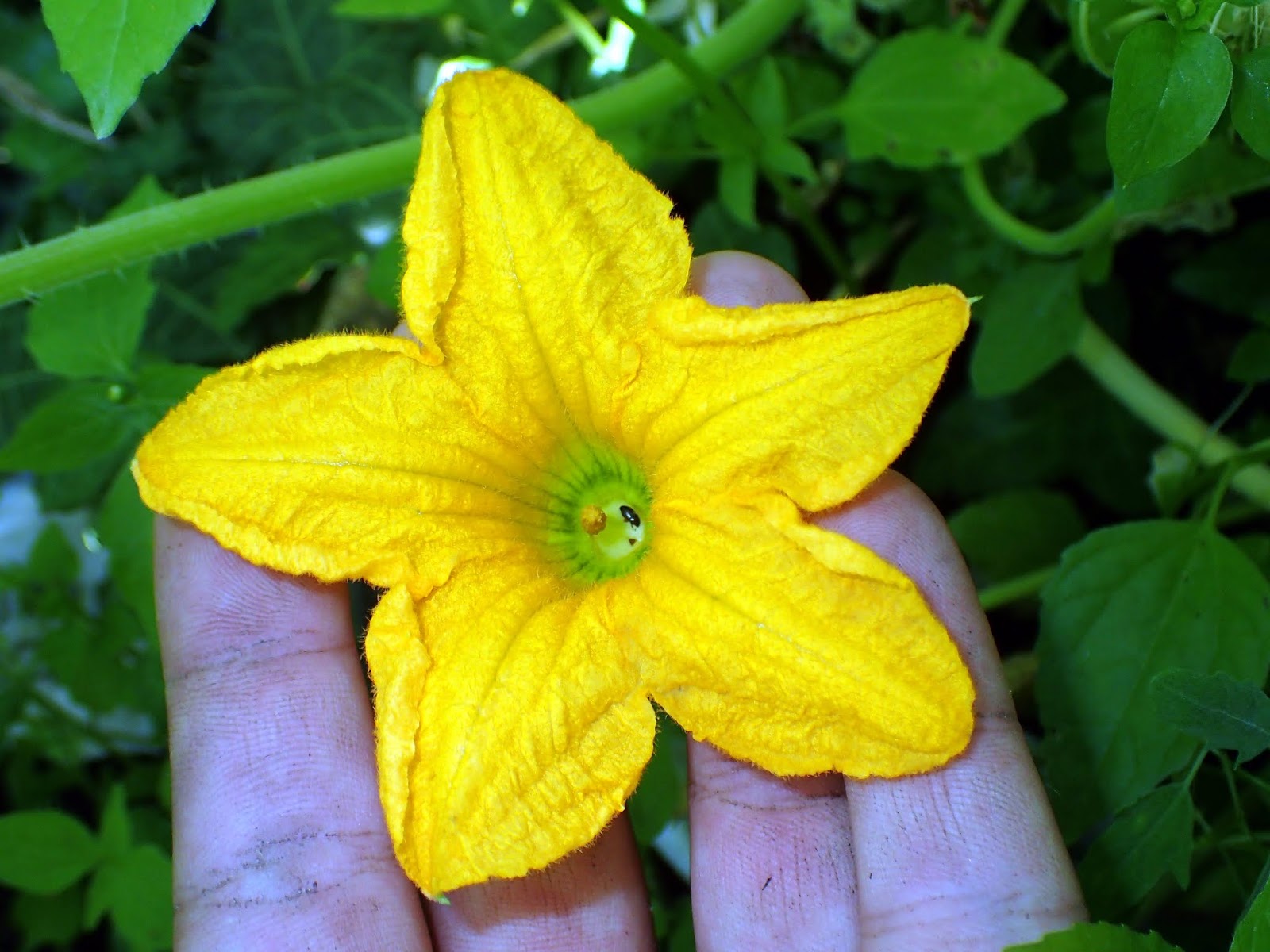 Scirpidiella's Plants: Wild squash species (Cucurbita sp. div.)