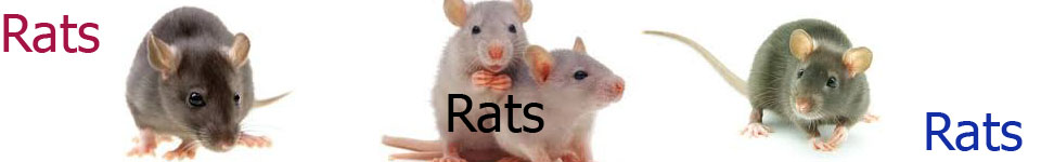 Rats: SPECIES