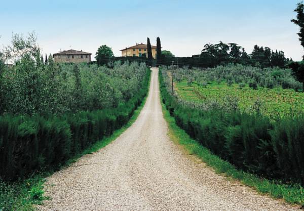 WineWalkabout: Fattoria di Montecchio, Olive oil and Wine