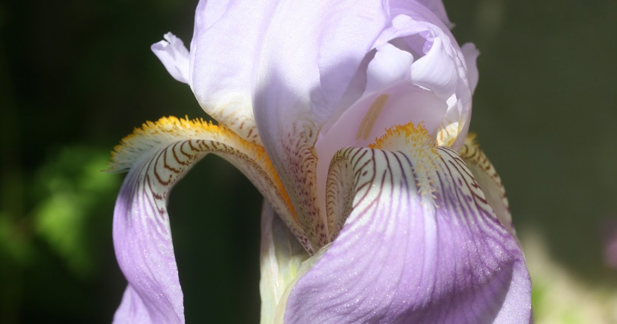 French Historic Tall Bearded Iris Mademoiselle Schwartz ~ HERITAGE IRISES