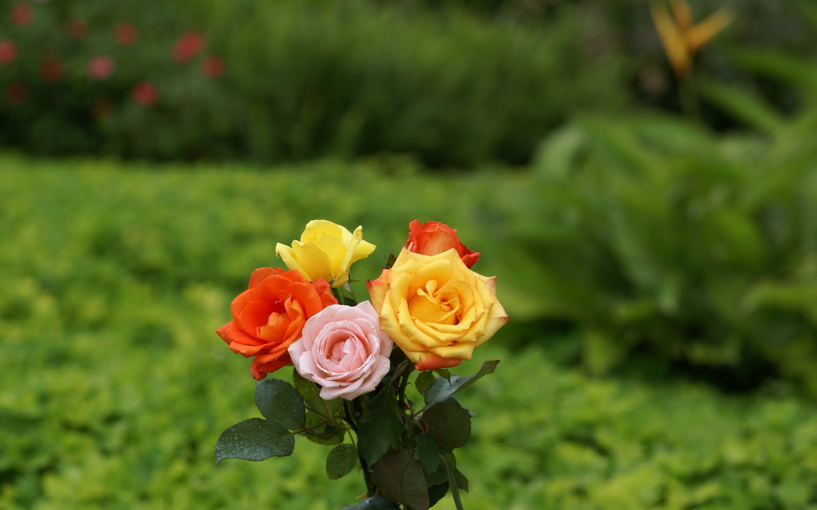 Beautiful Roses Pictures ~ Zee Post