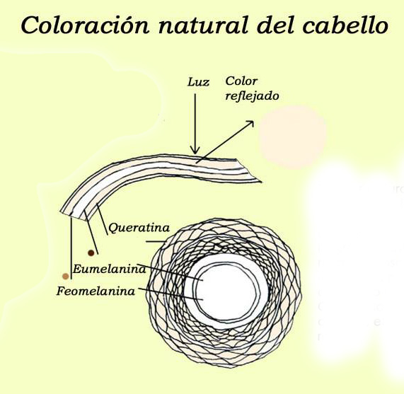 La Estructura del Cabello ~ HENNA RADICO GUATEMALA