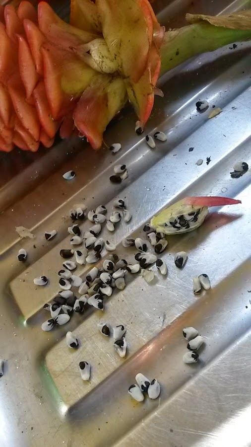 Semillas de Zingiber spectabile o micrófono, flor de maraca, jengibre ...