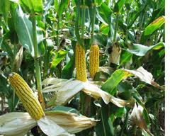 Western Belize Happenings!: PRODUCING HEIRLOOM SEEDS IN BELIZE ...