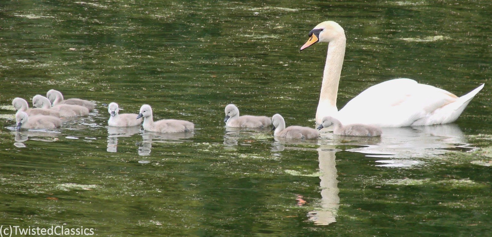 Birds and wildlife: Growth of 9 cygnets