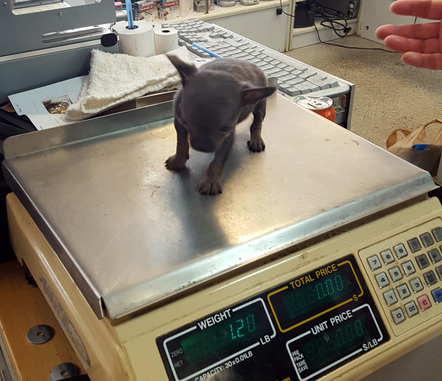 Big World Little Dog