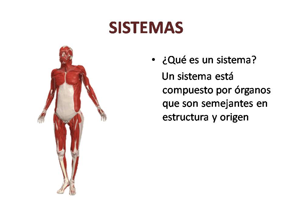 ANATOMIA APLICADA: BLOQUE 1. SISTEMAS Y APARATOS