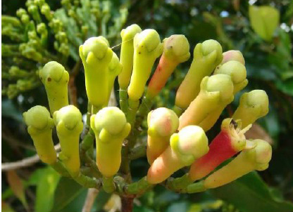 BUDIDAYA TANAMAN CENGKEH