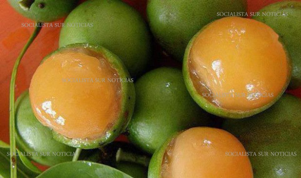 Socialista Sur Noticias: Sabías que el mamón tiene propiedades curativas