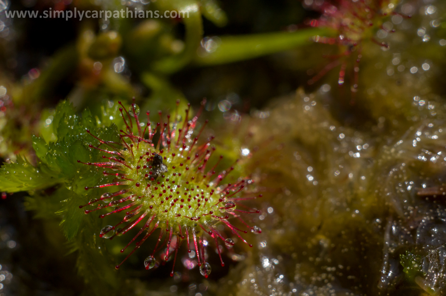 through geographer's eyes: Macrophotography: round-leaved sundew