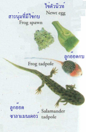 World General Knowledge: AMPHIBIANS/สัตว์ครึ่งบกครึ่งน้ำ