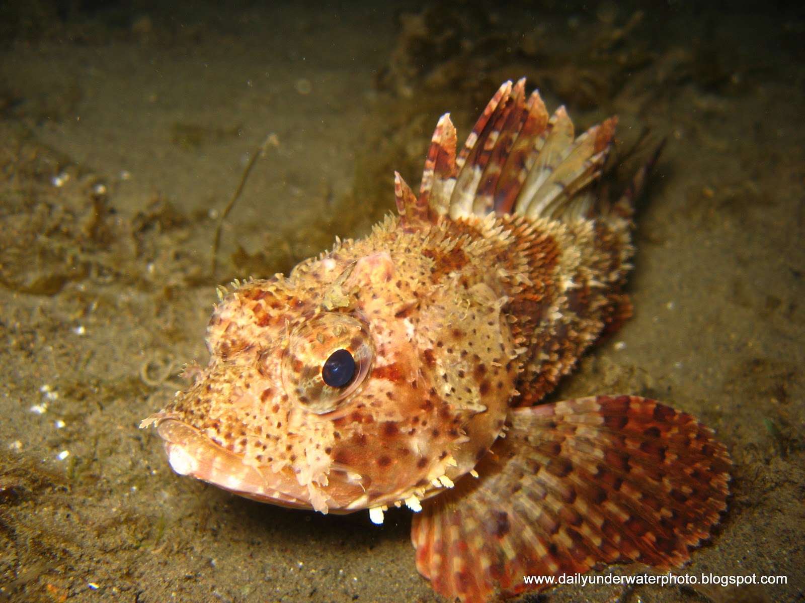 Daily Underwater Photo: October 2011