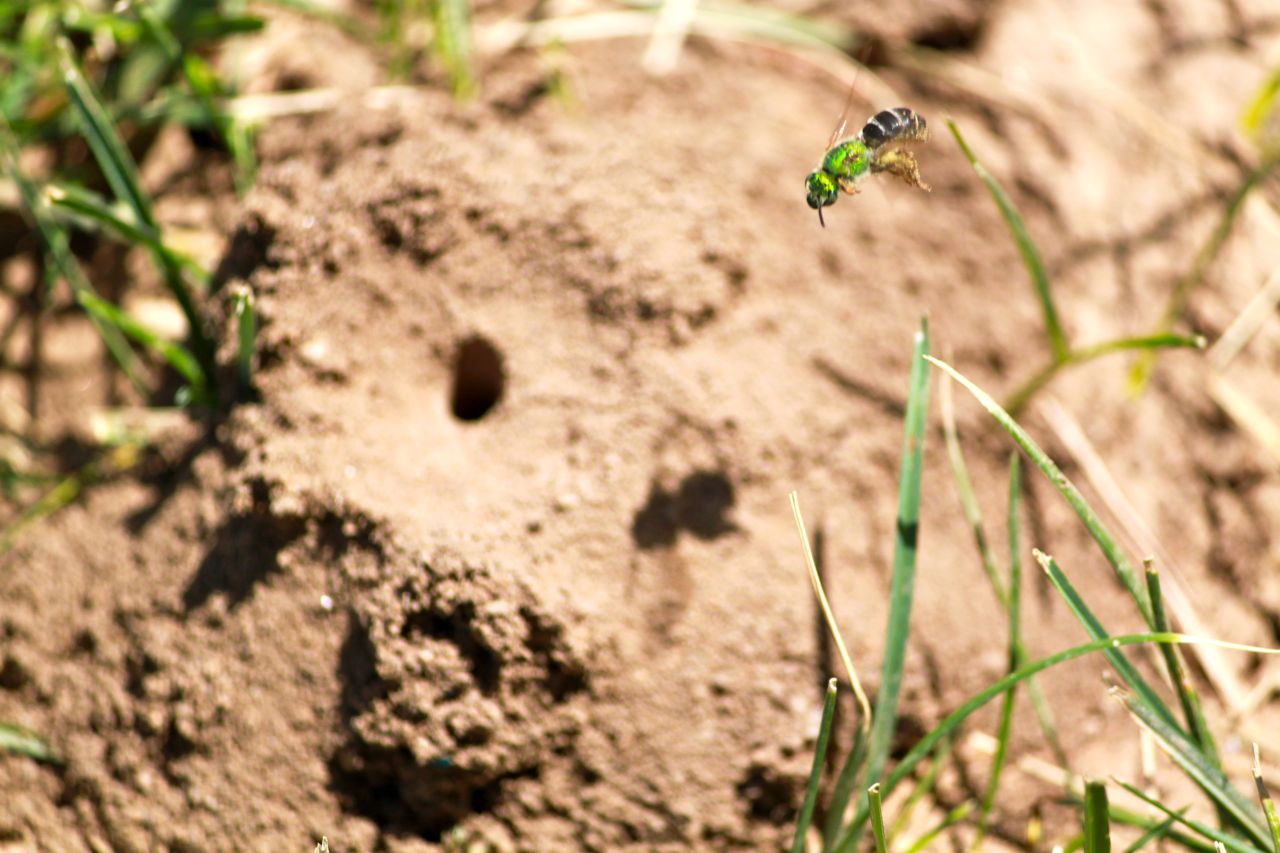 How Long Do Ground Bees Stay