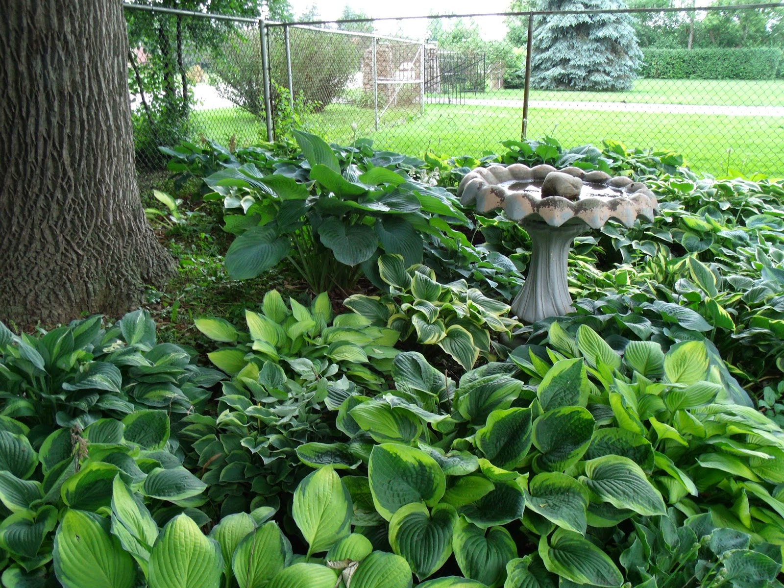 Gear Acres at Top of the Hill: Roses trimmed and Hosta browsing