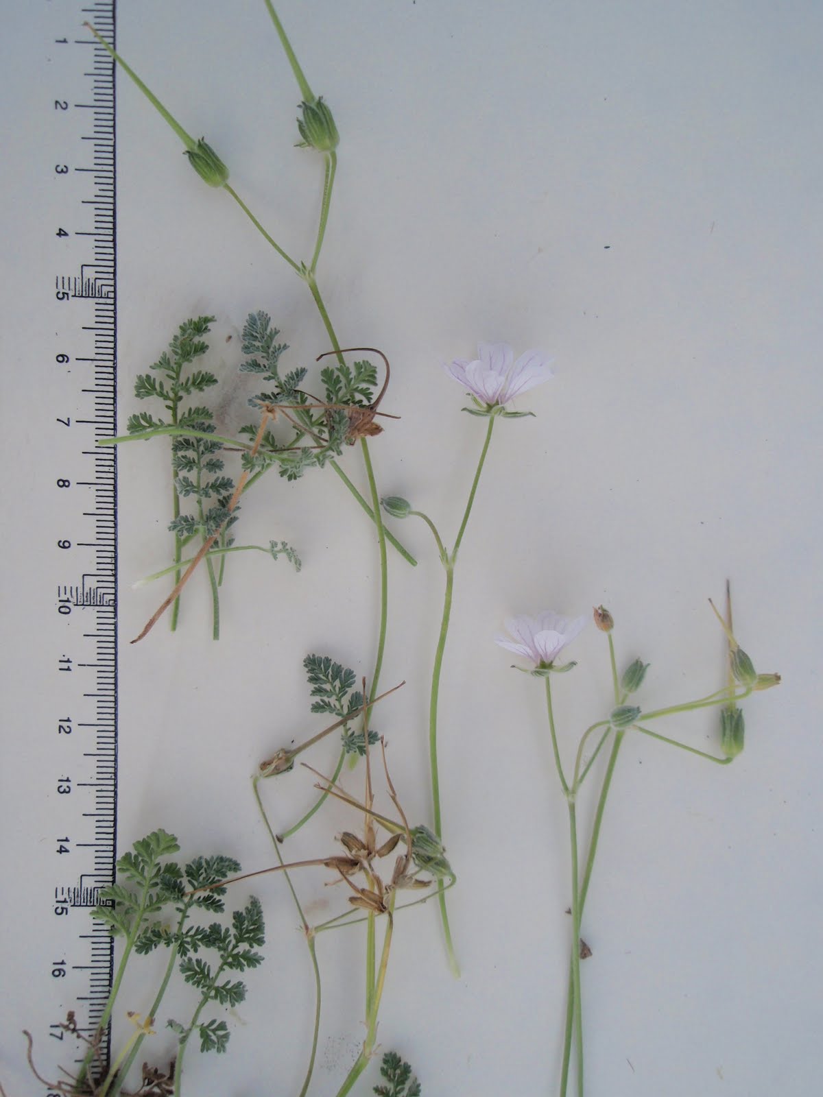 HERBARIO VIRTUAL DE BANYERES DE MARIOLA Y ALICANTE: Erodium saxatile ...