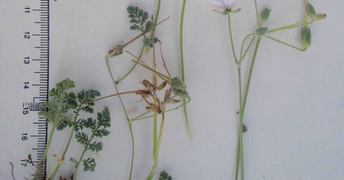 HERBARIO VIRTUAL DE BANYERES DE MARIOLA Y ALICANTE: Erodium saxatile ...