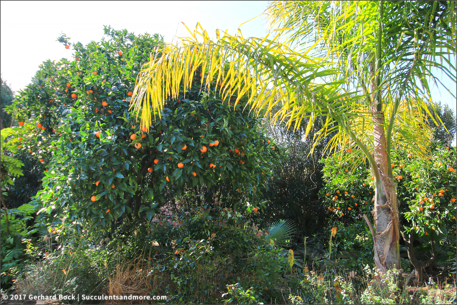 A citrusy Sunday morning