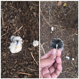 Jejak Termemori: JAMUR SEPANJANG MUSIM