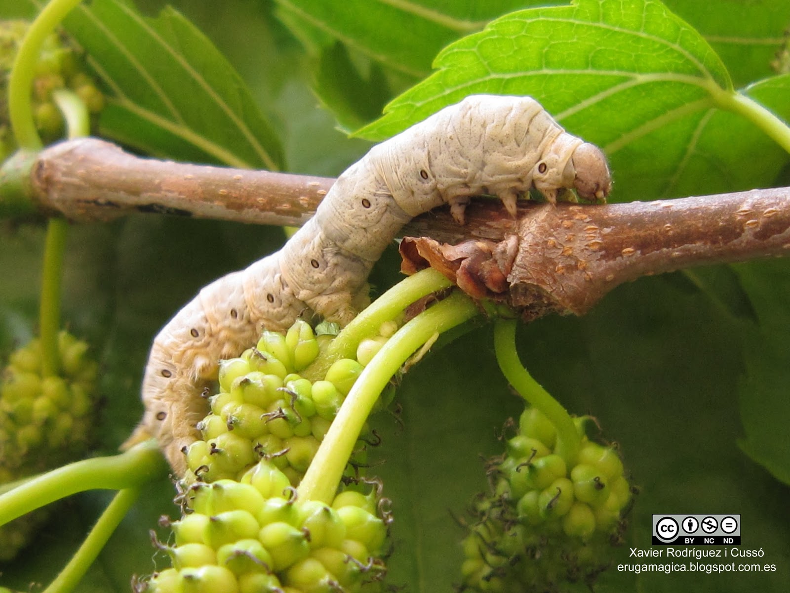 L'eruga màgica: Galeria d'imatges : Groga espanyola nº 1