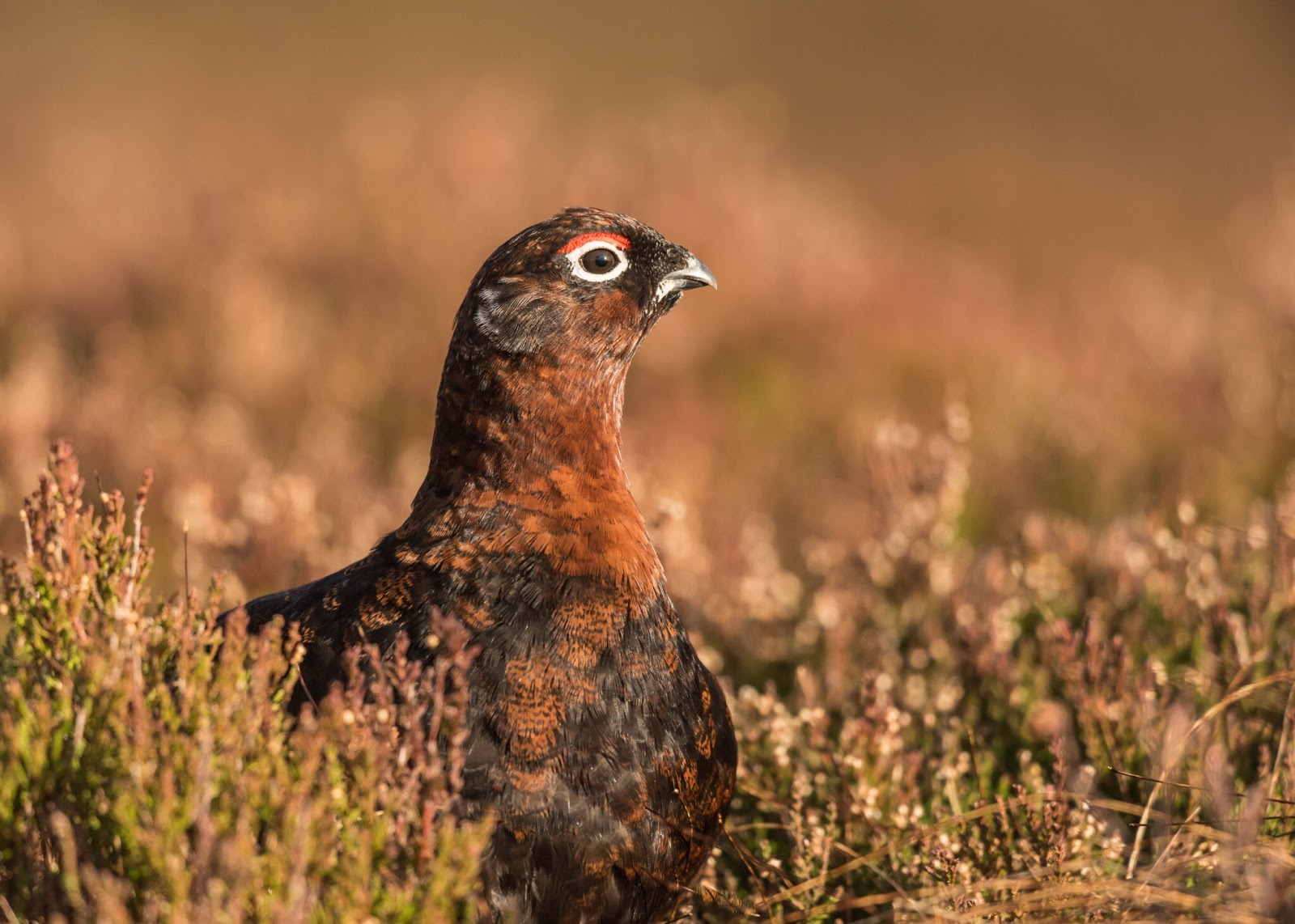 Beauty of Nature : Lagopus Lagopus (Willow Grouse, also: Willow Ptarmigan)