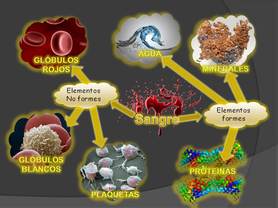 Dzib's Blog | Fisiología Medica |: Mapa Mental: Elementos Formes y No ...