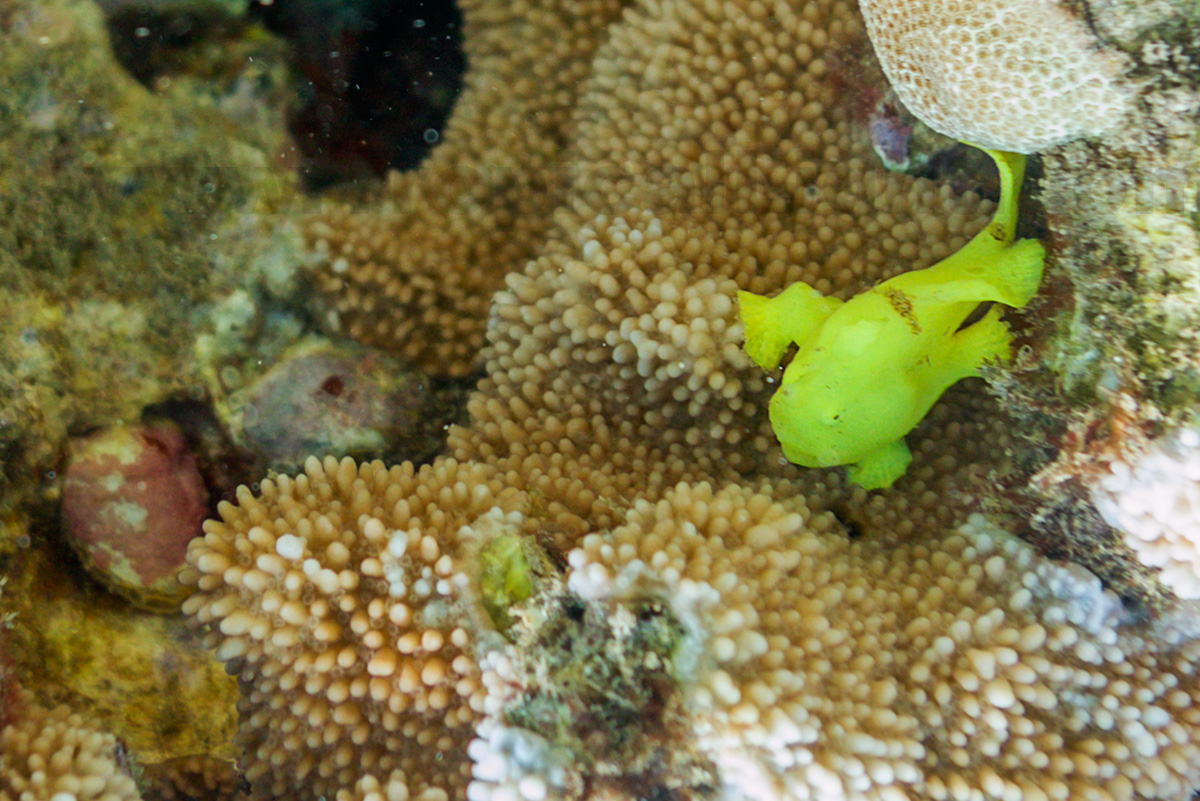 The Adventures of Maui Don - Dolphin Dude: Cute Little Frogfish