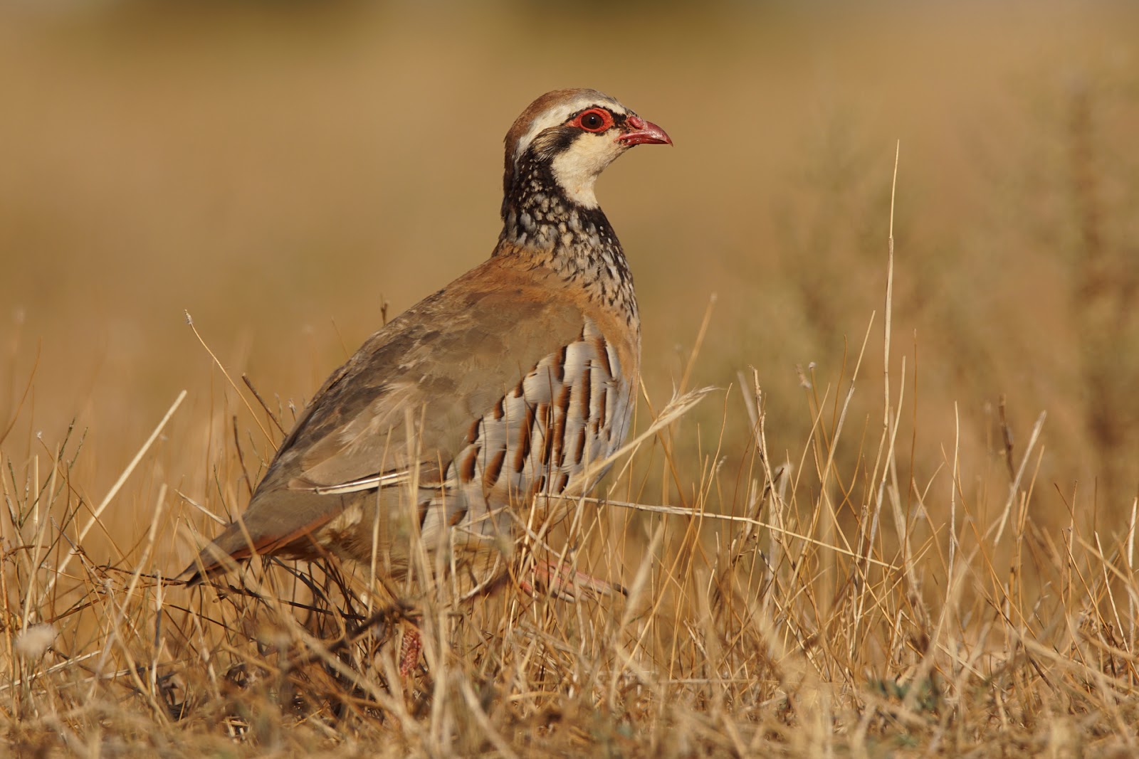 Pasión por las aves: Perdiz roja,(Alectoris rufa)
