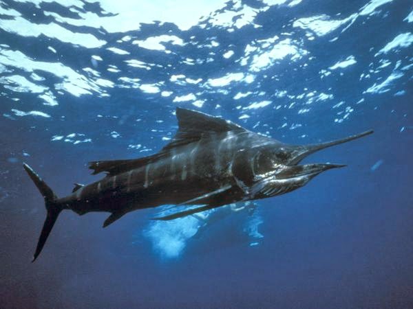 Are Sailfish really selfish