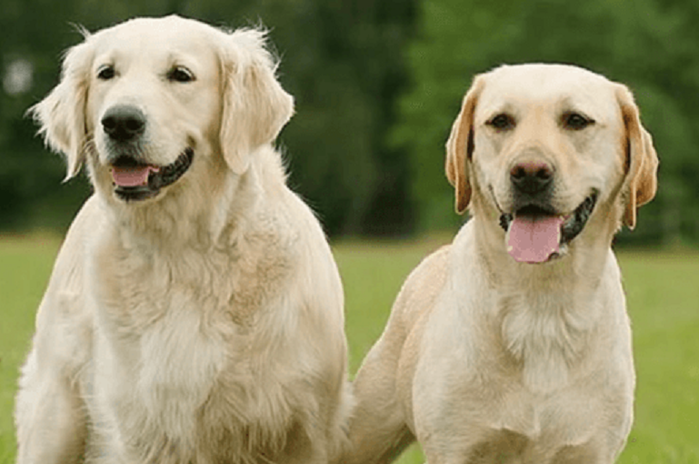 Labrador e Golden - veja as diferenças
