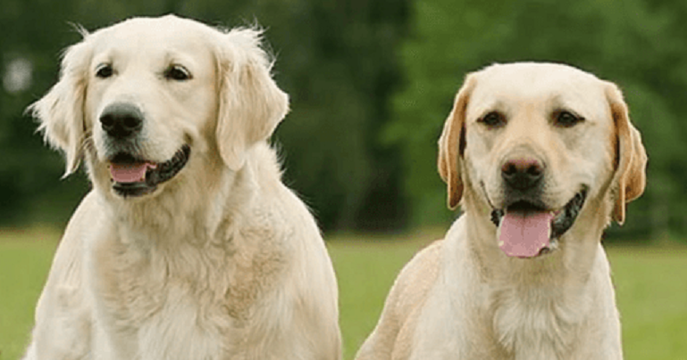 Labrador e Golden - veja as diferenças