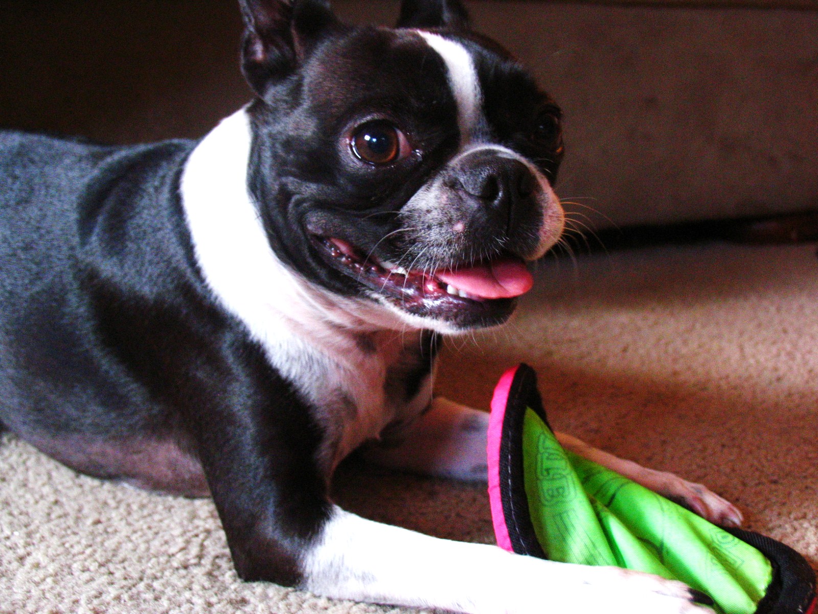 The Bears and the Bees.: Terrier Tuesday