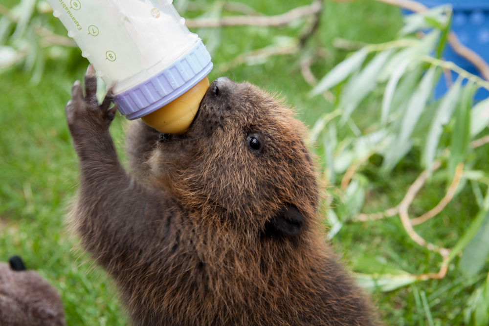 BABY BEAVER-what you did not know about beavers.: BABY BEAVER-what you ...