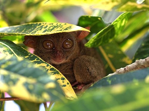 Zoo Animals: Funny Cute Tarsier New Photos/Images 2012