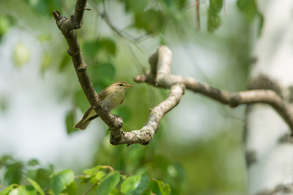 Foture: Salu-lehelind, Phylloscopus trochilus