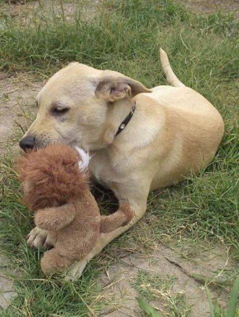 Adoptándonos: Emma, preciosa cachorrita mestiza de color crema en ...
