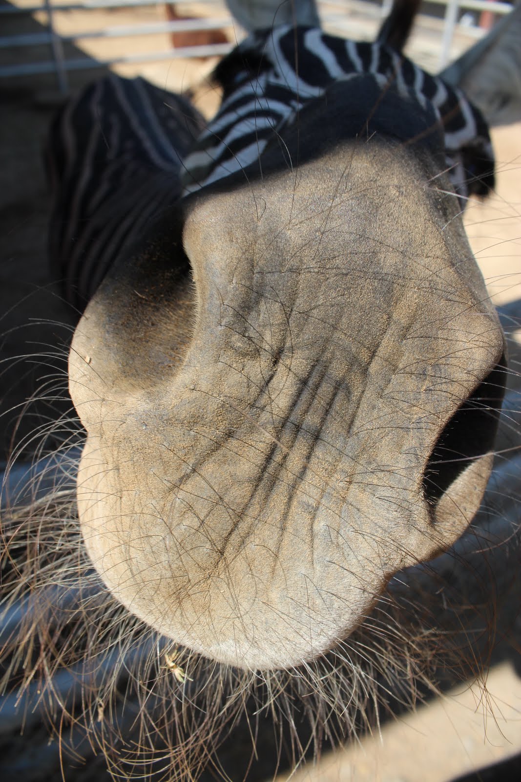 Montebello Barnyard Zoo: Ever petted a Zebra? - Best petting zoo in Los ...